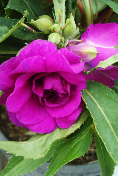 Balsam Candy Violet Thai Seed And Agriculture