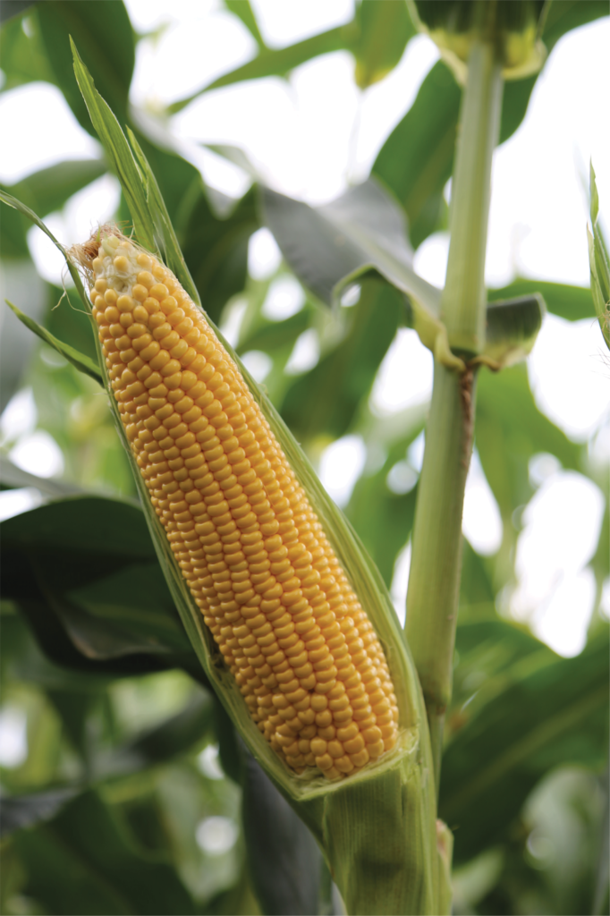 Hybrid Sweet Corn "Idea" - Thai seed & Agriculture