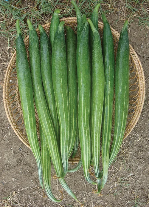 Hybrid Snank Gourd "Dragon Green" - Thai seed & Agriculture