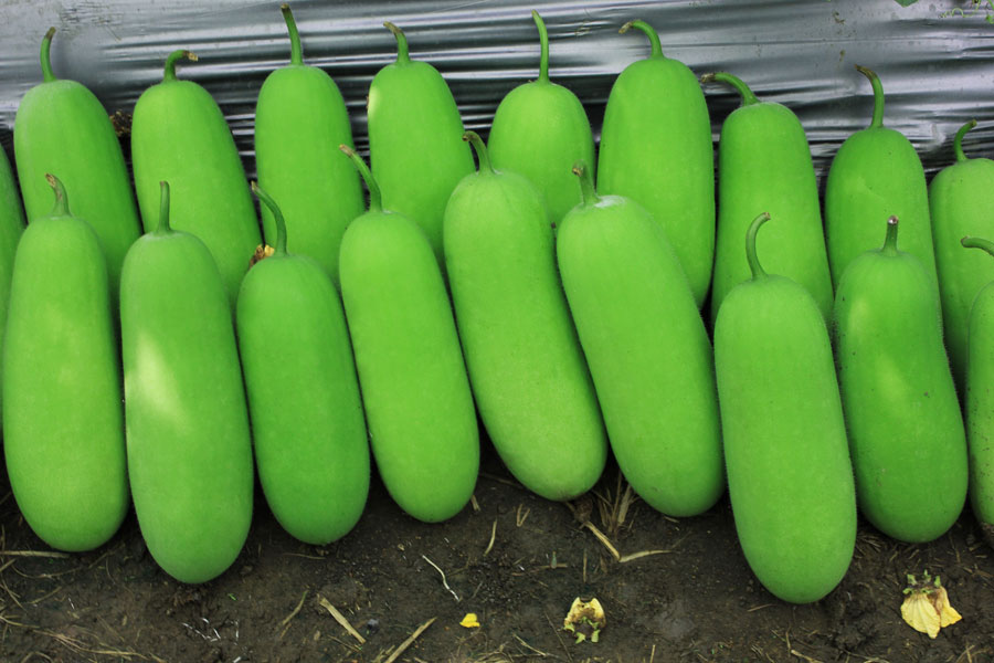 Wax Gourd "Praram" - Thai seed & Agriculture