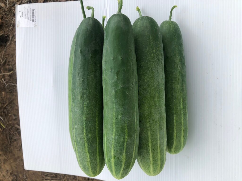 Hybrid Cucumber "Apollo" - Thai seed & Agriculture