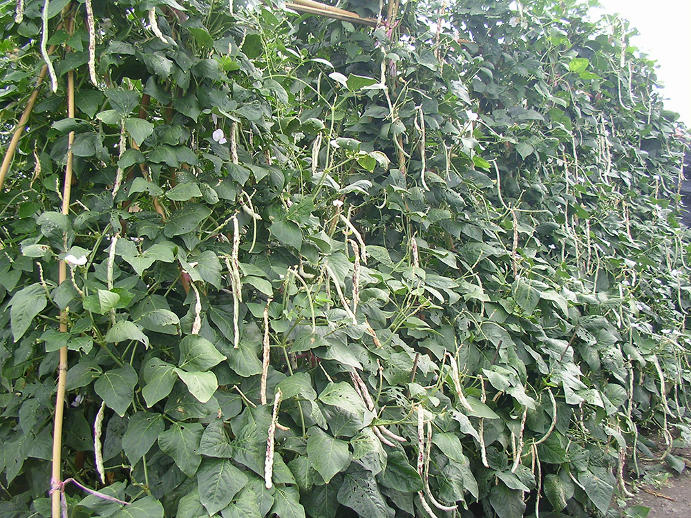 ํYard Long Bean "Ubon 342" - Thai seed & Agriculture