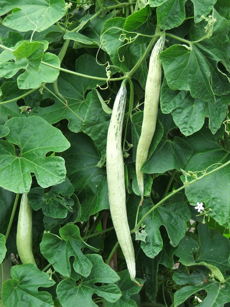 Hybrid Snank Gord "Dragon light" - Thai seed & Agriculture