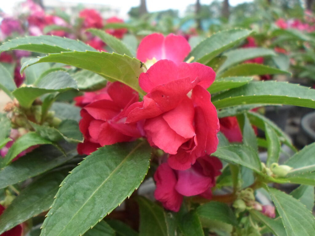 Balsam Candy deep pink - Thai seed & Agriculture