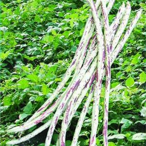 ํYard Long Bean "Ubon 342" - Thai seed & Agriculture
