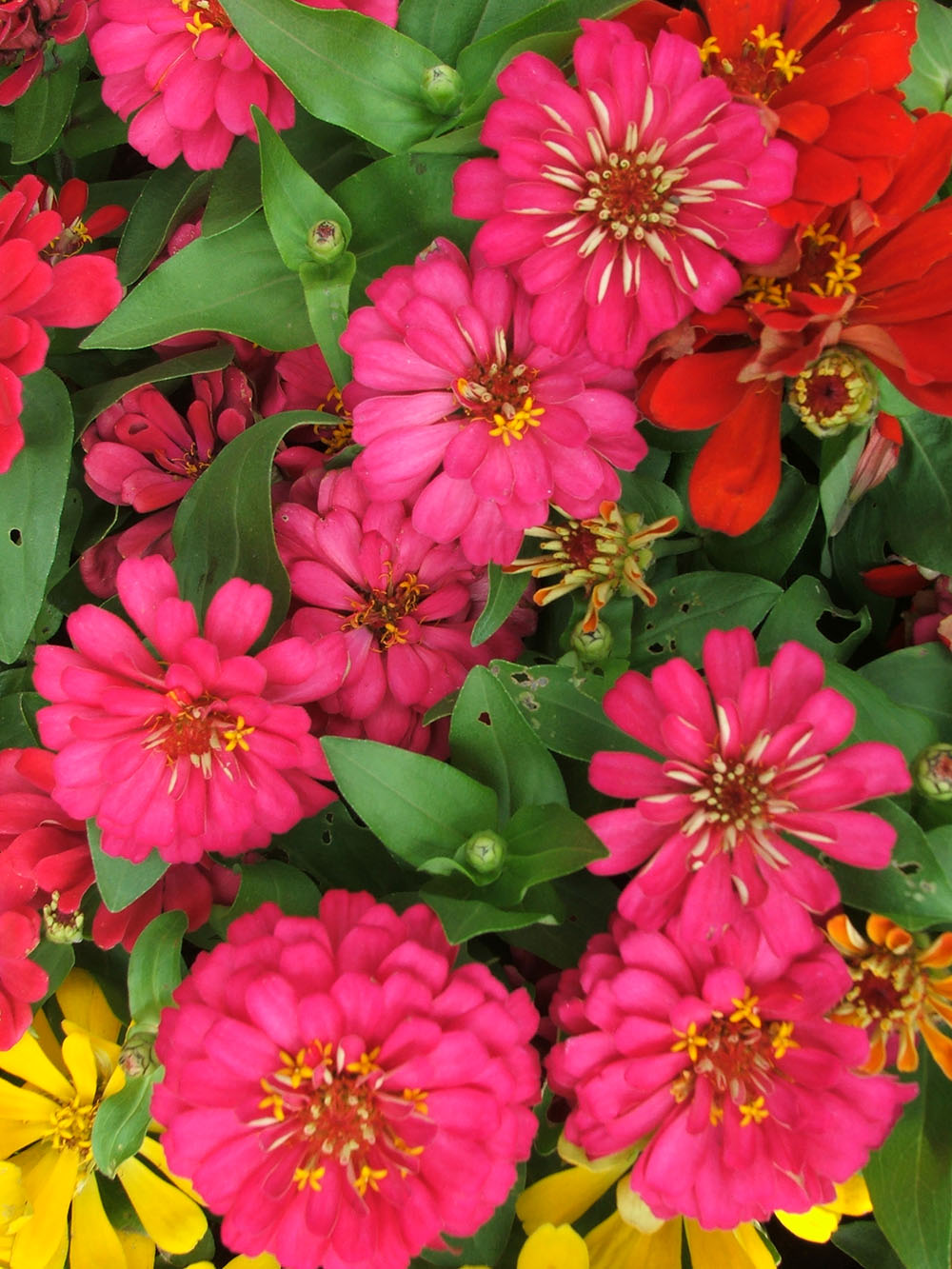 Zinnia Dreamland Rose - Thai seed & Agriculture