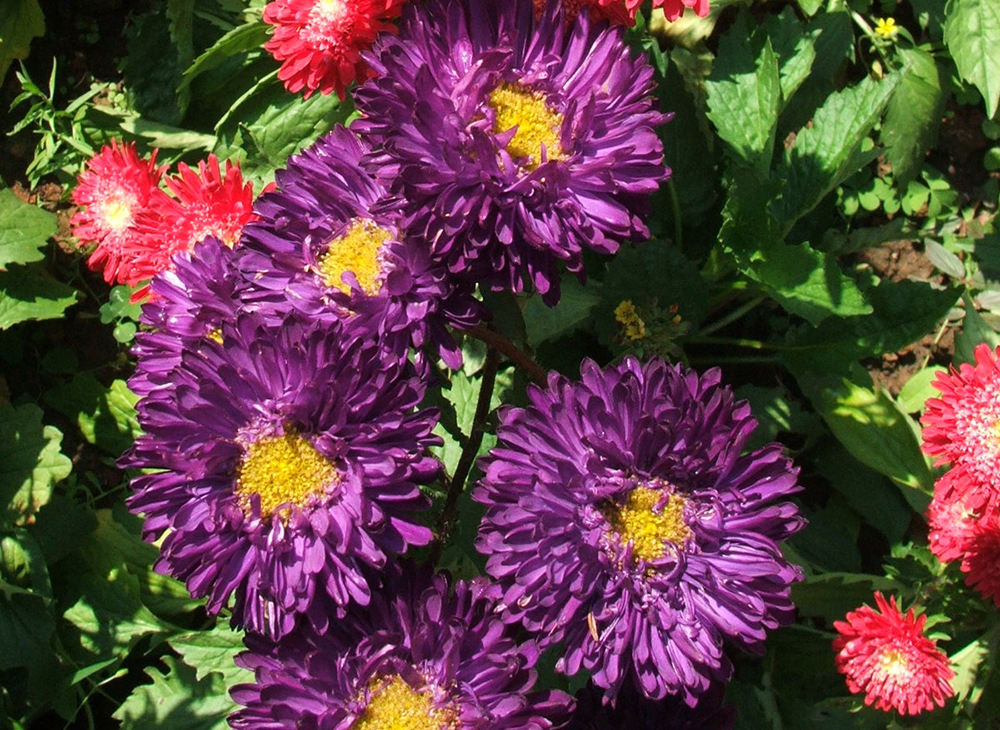 Aster Perple Kurenine - Thai seed & Agriculture