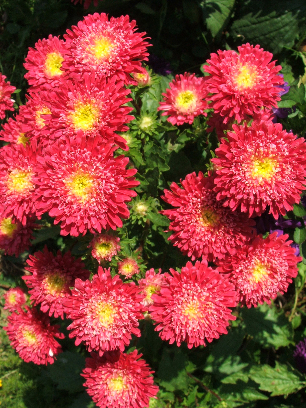 Aster Red Kurenine - Thai seed & Agriculture