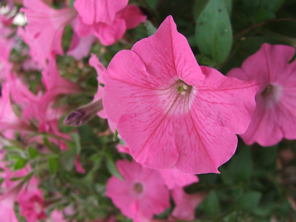 Petunia Opera Supreme Lavender - Thai seed & Agriculture