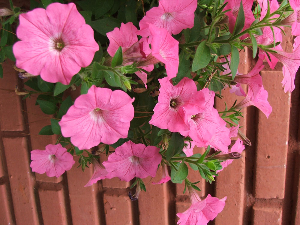 Petunia Opera Supreme Lavender - Thai seed & Agriculture