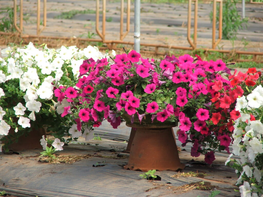 Petunia Opera Supreme Purple - Thai seed & Agriculture