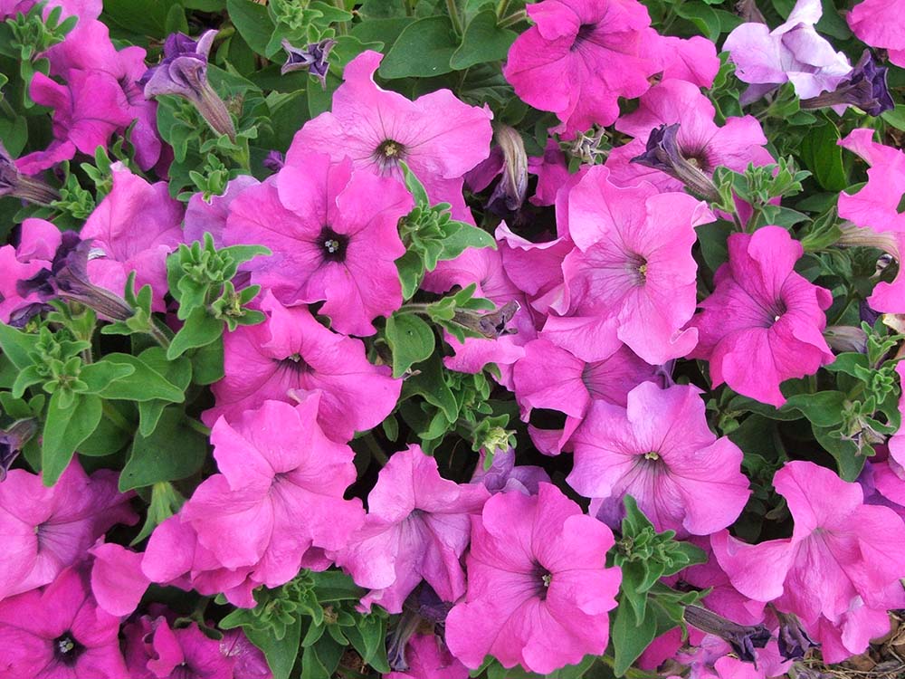 Petunia Opera Supreme Purple - Thai seed & Agriculture